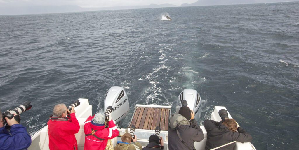 Shark Documentaries🎖️Chris Fallows | Apex Shark Expeditions