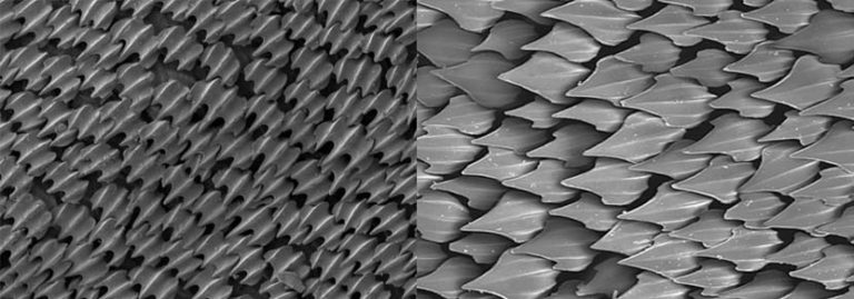 Discover Intriguing Shark Facts 🎖️ Apex Shark Expeditions