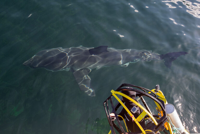 Shark Documentaries🎖️Chris Fallows | Apex Shark Expeditions