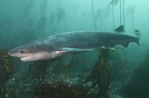 How do Sharks See? Shark Eyes: Everything You Need To Know