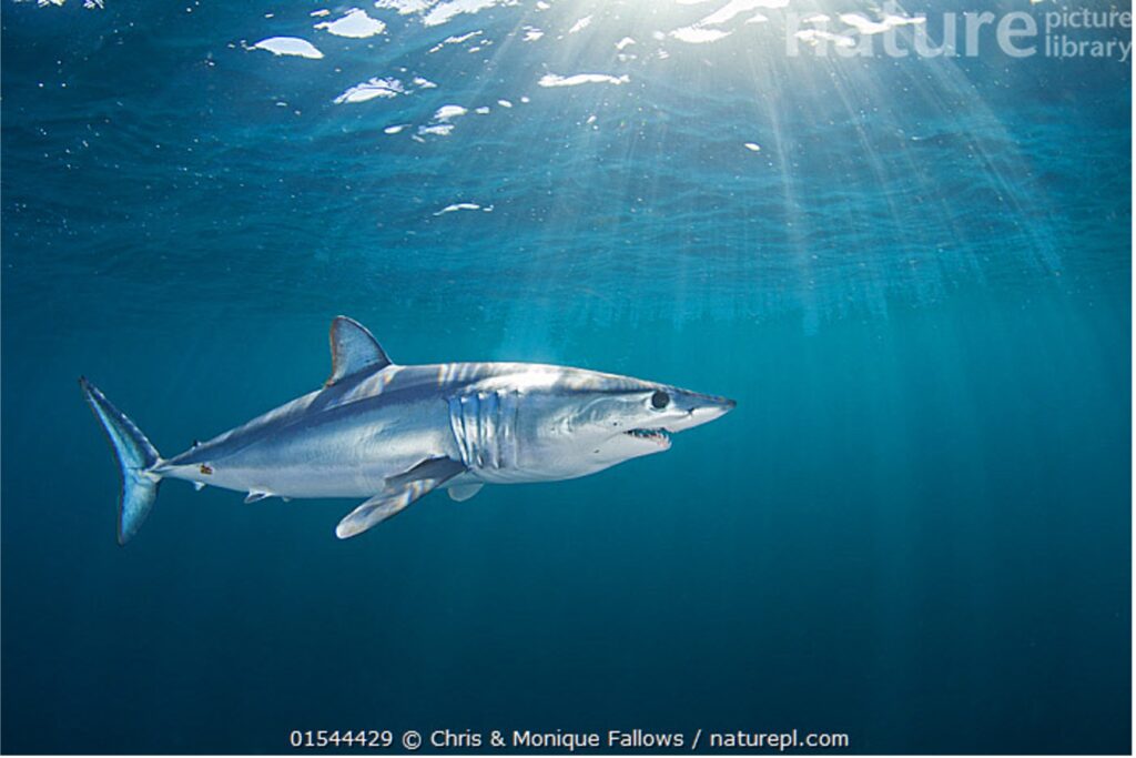 Shark Facts About Different Species🎖️Apex Shark Epeditions