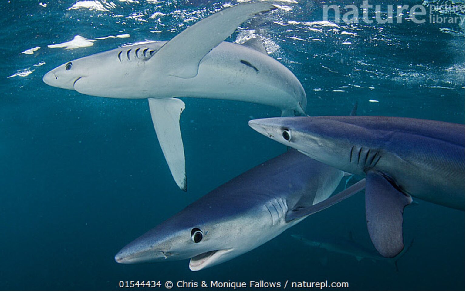 Datos de tiburones sobre diferentes especies 🎖️Apex Shark Epeditions
