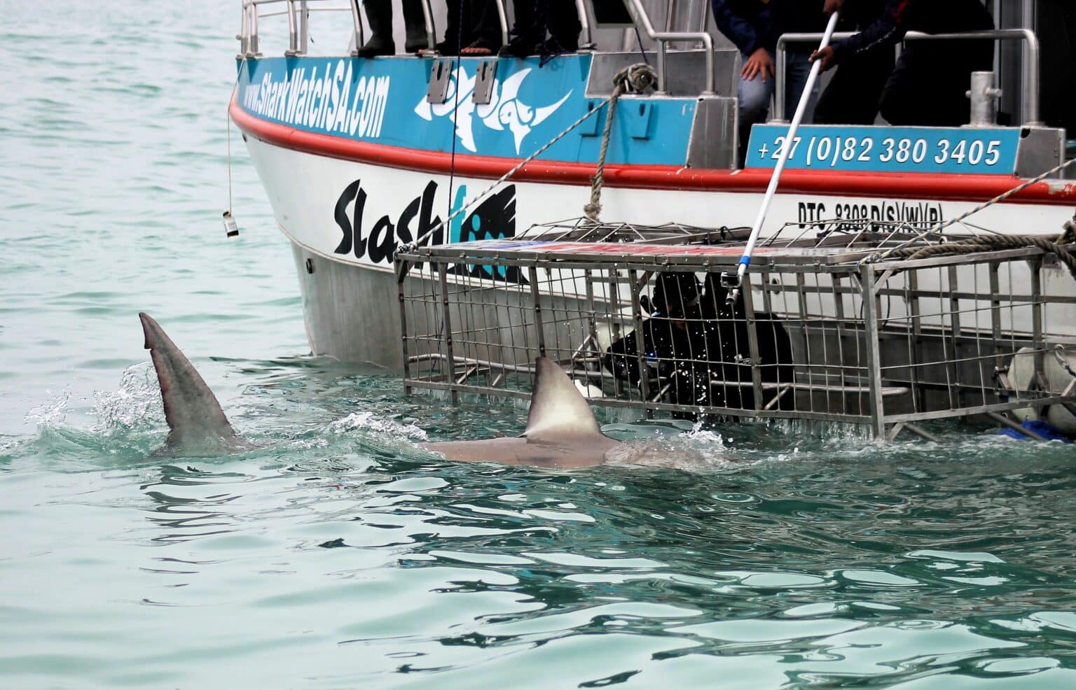 What to look for when Booking a Shark Cage Diving Excursion