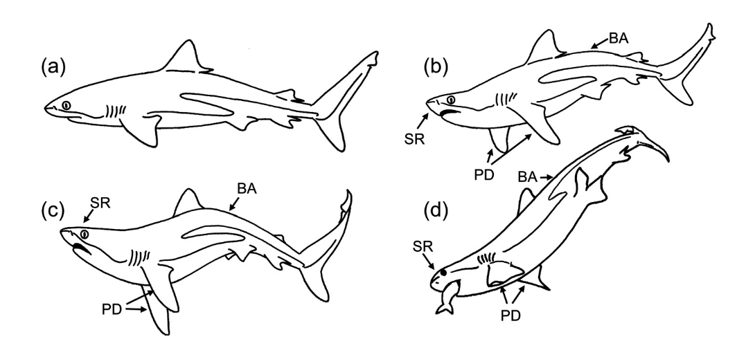 A Guide to Understanding Shark Agonistic Behaviour ☑️