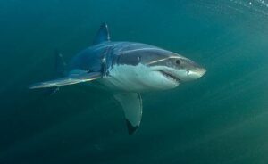 How Sharks Mate: 🦈 Everything you Need to Know