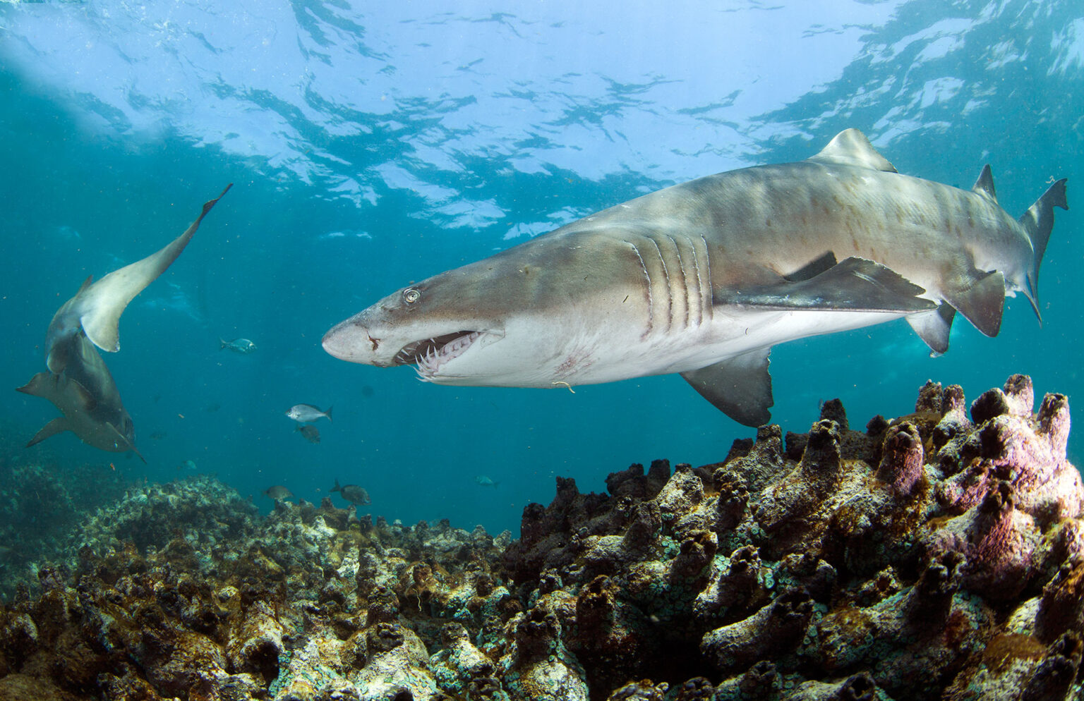 We Explore Five of the Friendliest Sharks in the Ocean🦈