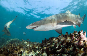 We Explore Five of the Friendliest Sharks in the Ocean🦈