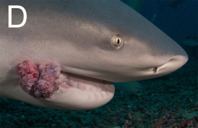 The Mysteries of Cancer in Sharks: Insights and Implications