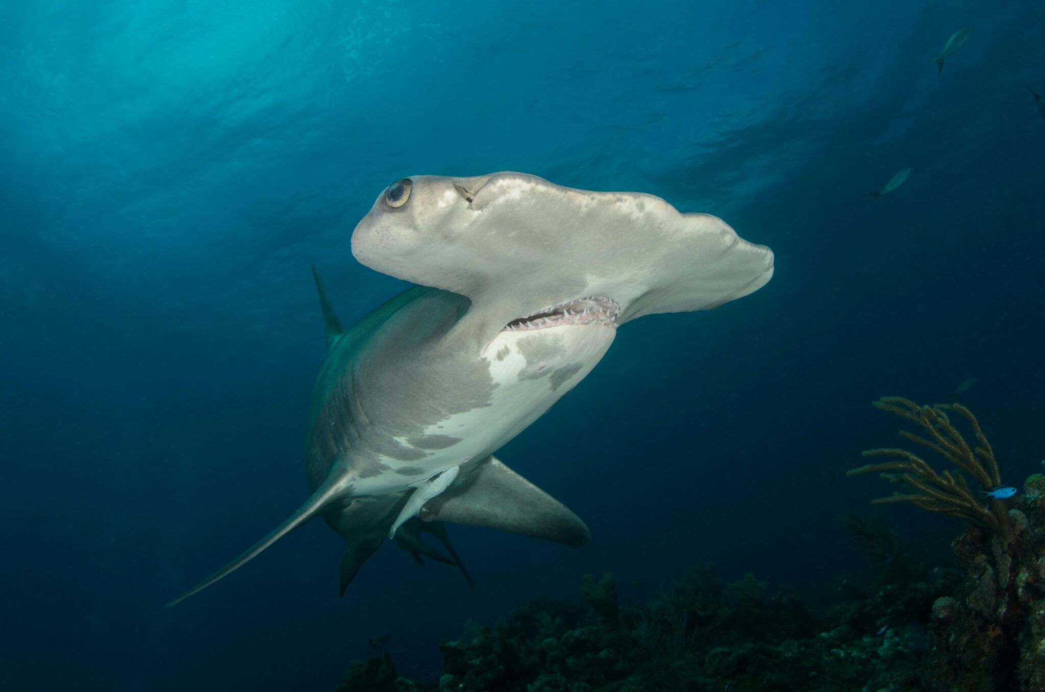 The Science Behind The Hammerhead Shark's Hammer-Shaped Head