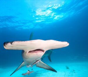 Unveiling the Apex Predators: The World's Strongest Sharks