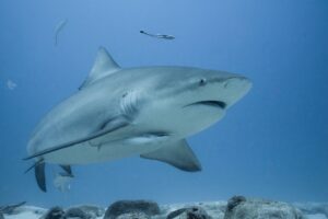 Unveiling the Apex Predators: The World's Strongest Sharks