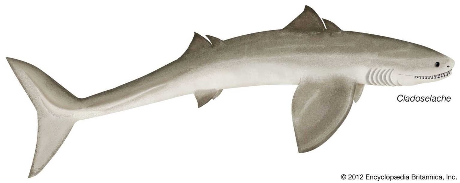 A Journey Through Time: 🔍 The World of Extinct Sharks