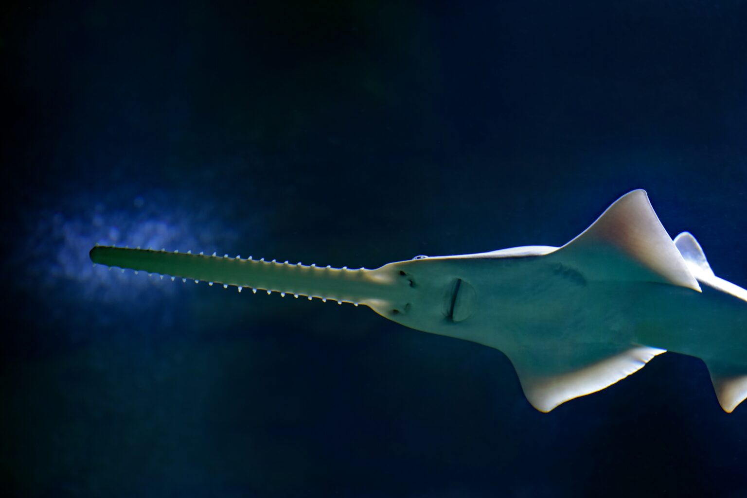 How do Sharks See? Shark Eyes: Everything You Need To Know