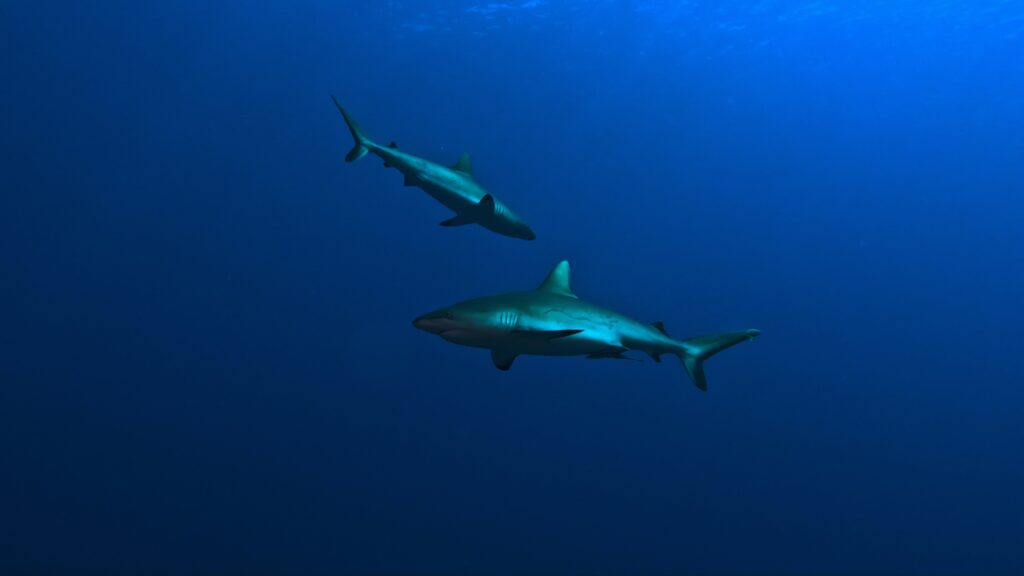 Shark Migration Patterns: 🌊 Key Locations and Timelines