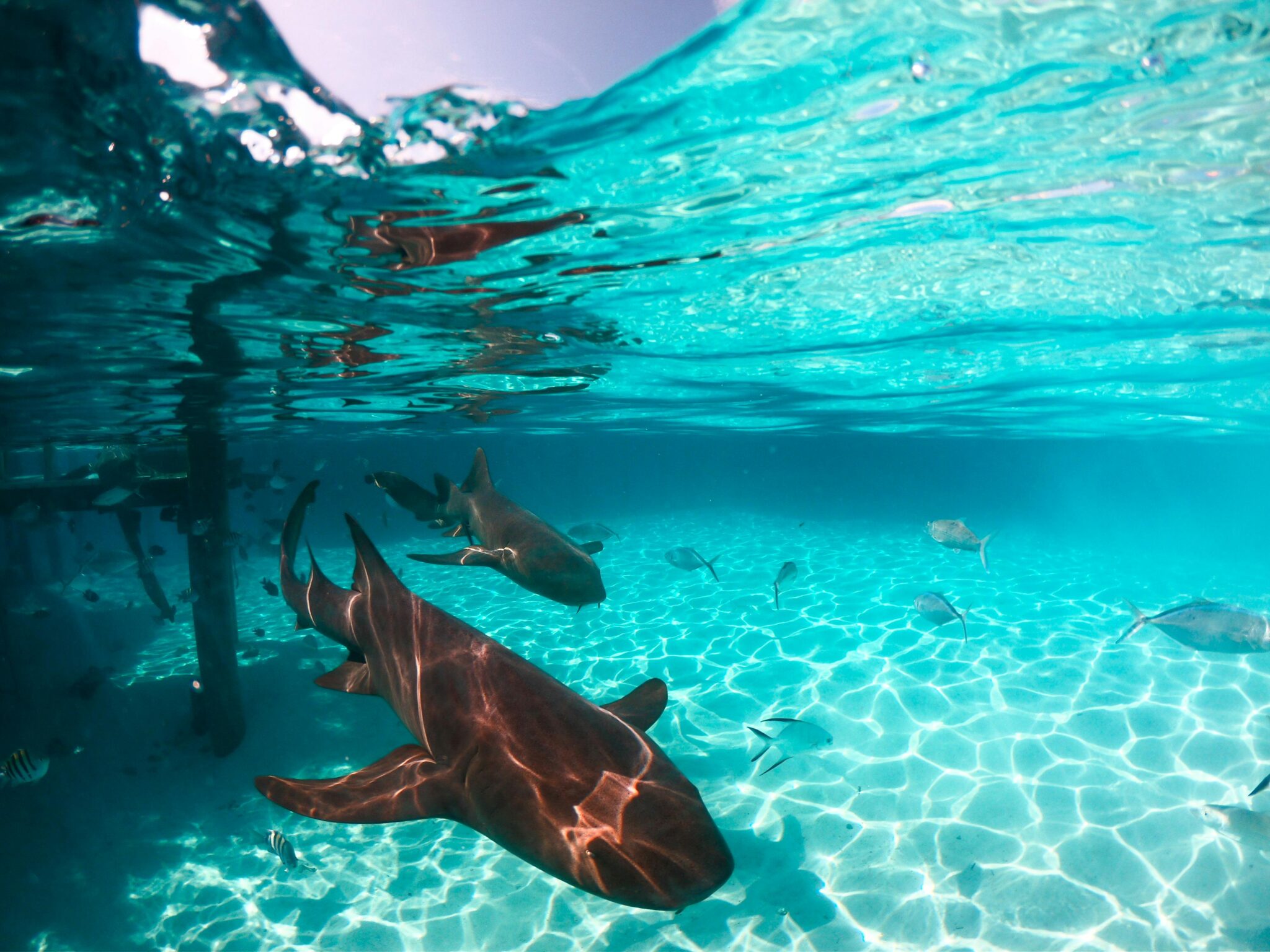 Top 8 Rarest Shark Species in the World ☑️ | Apex Predators
