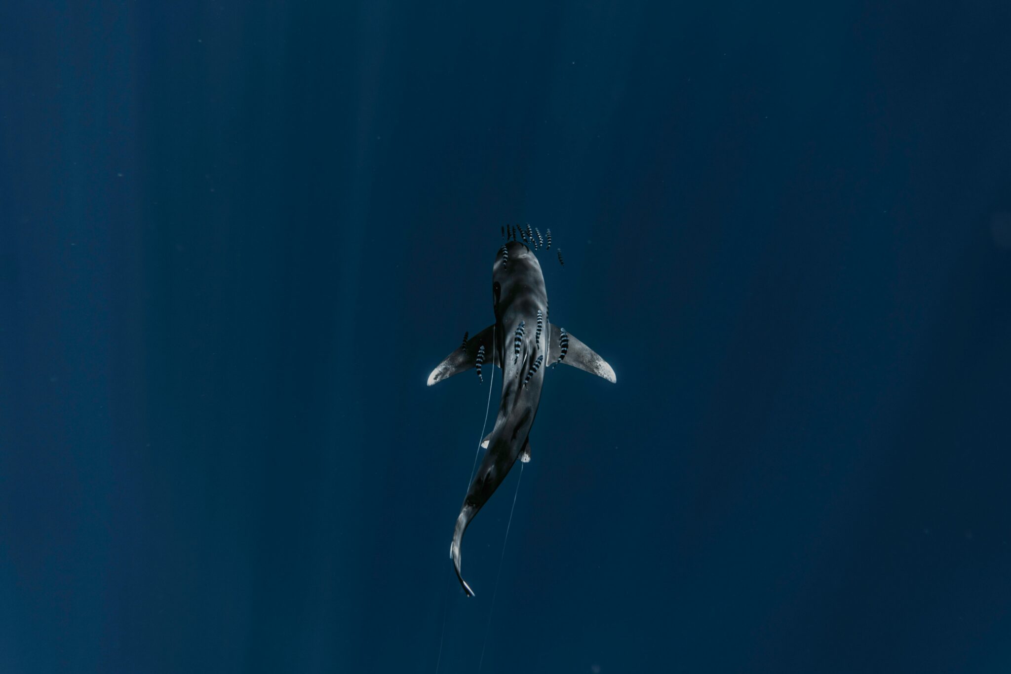 Understanding Shark Communication: 💬 Methods and Meanings