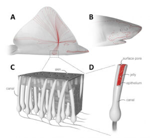 Decoding Shark Behavior 🌊 Body Language and Social Dynamics