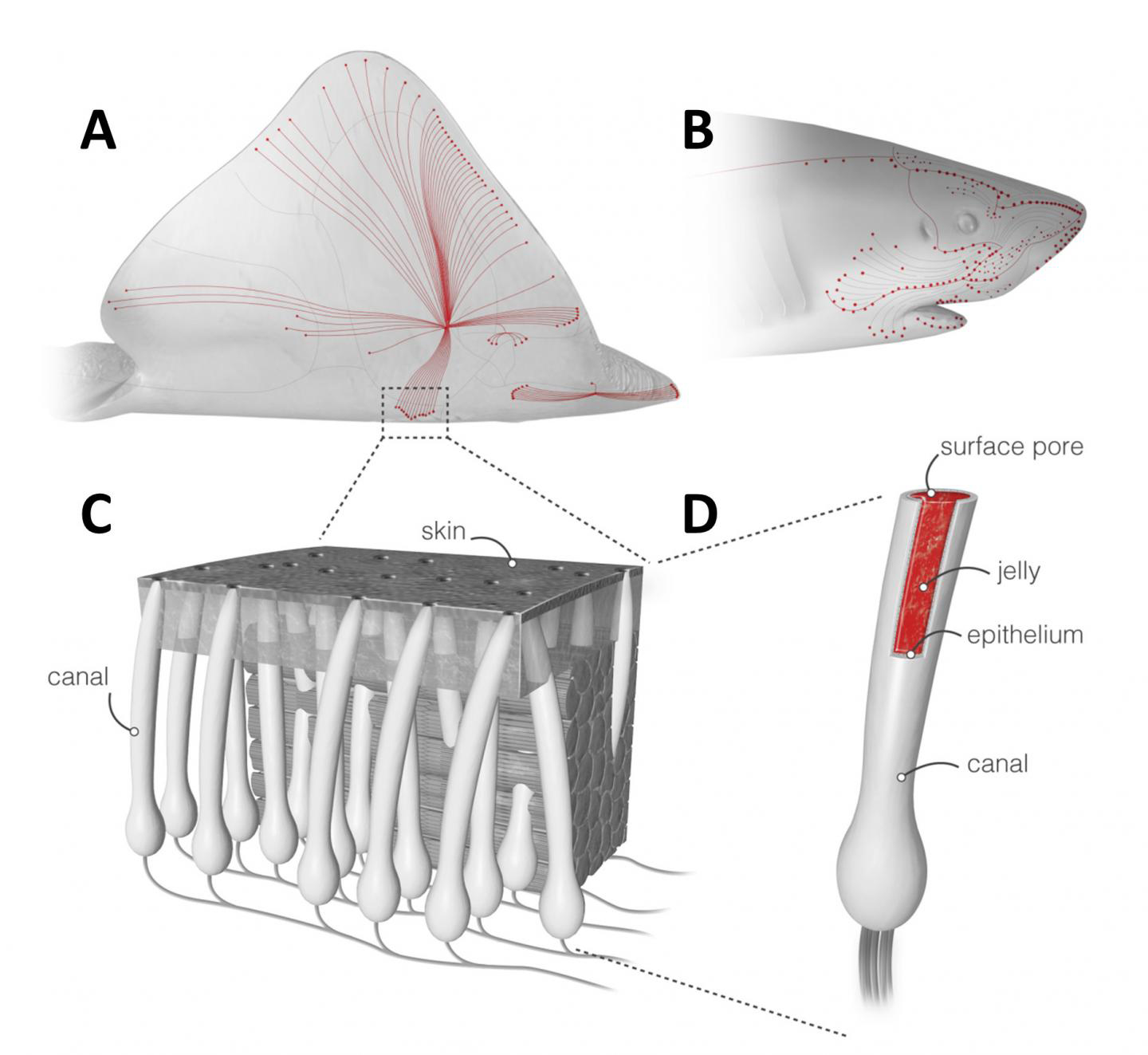 Decoding Shark Behavior 🌊 Body Language and Social Dynamics