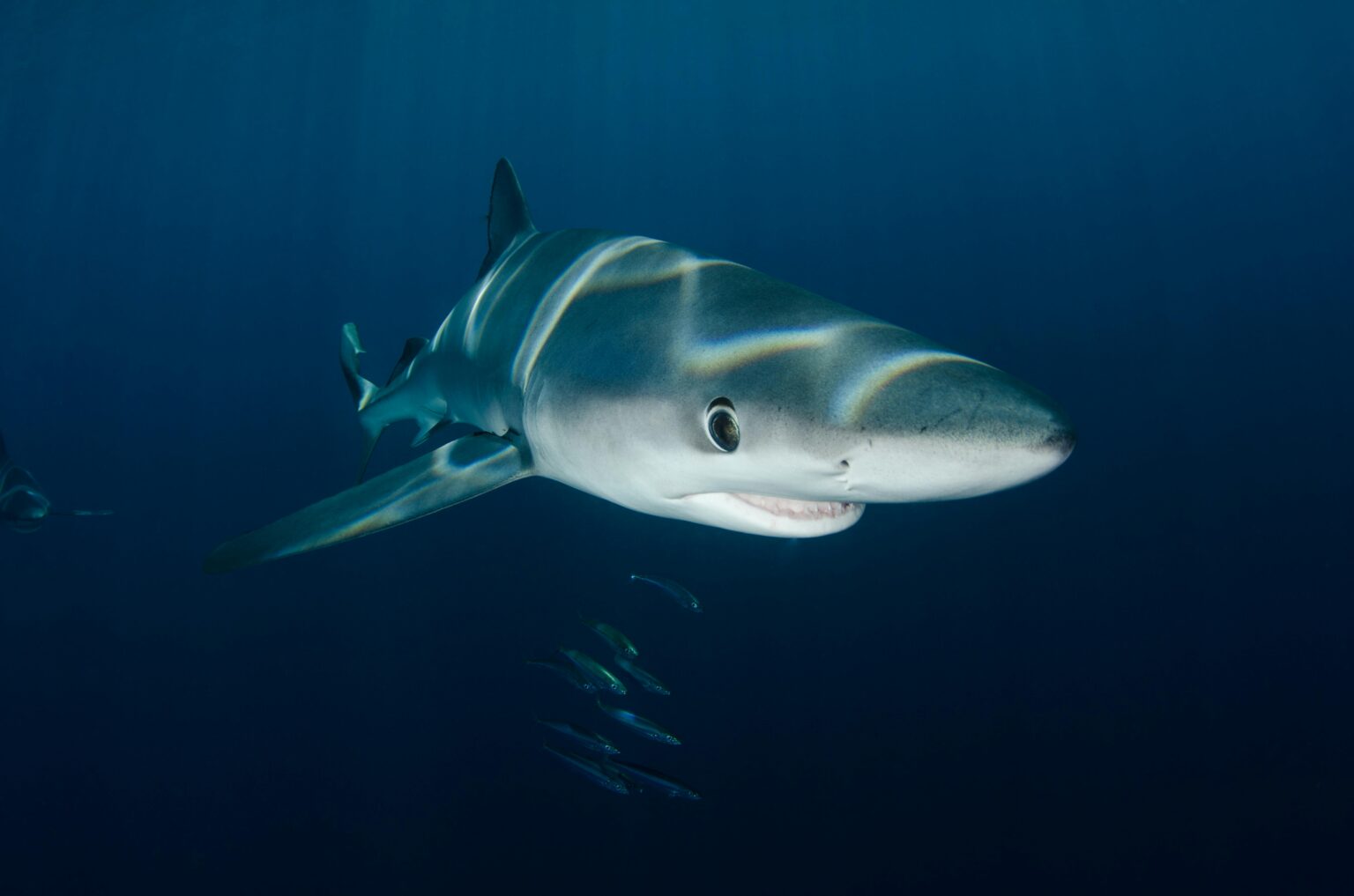 Top Shark Researchers and Their Marine Science Contributions