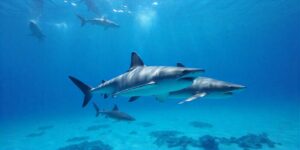 Identifying Different Shark Species: A Comprehensive Guide