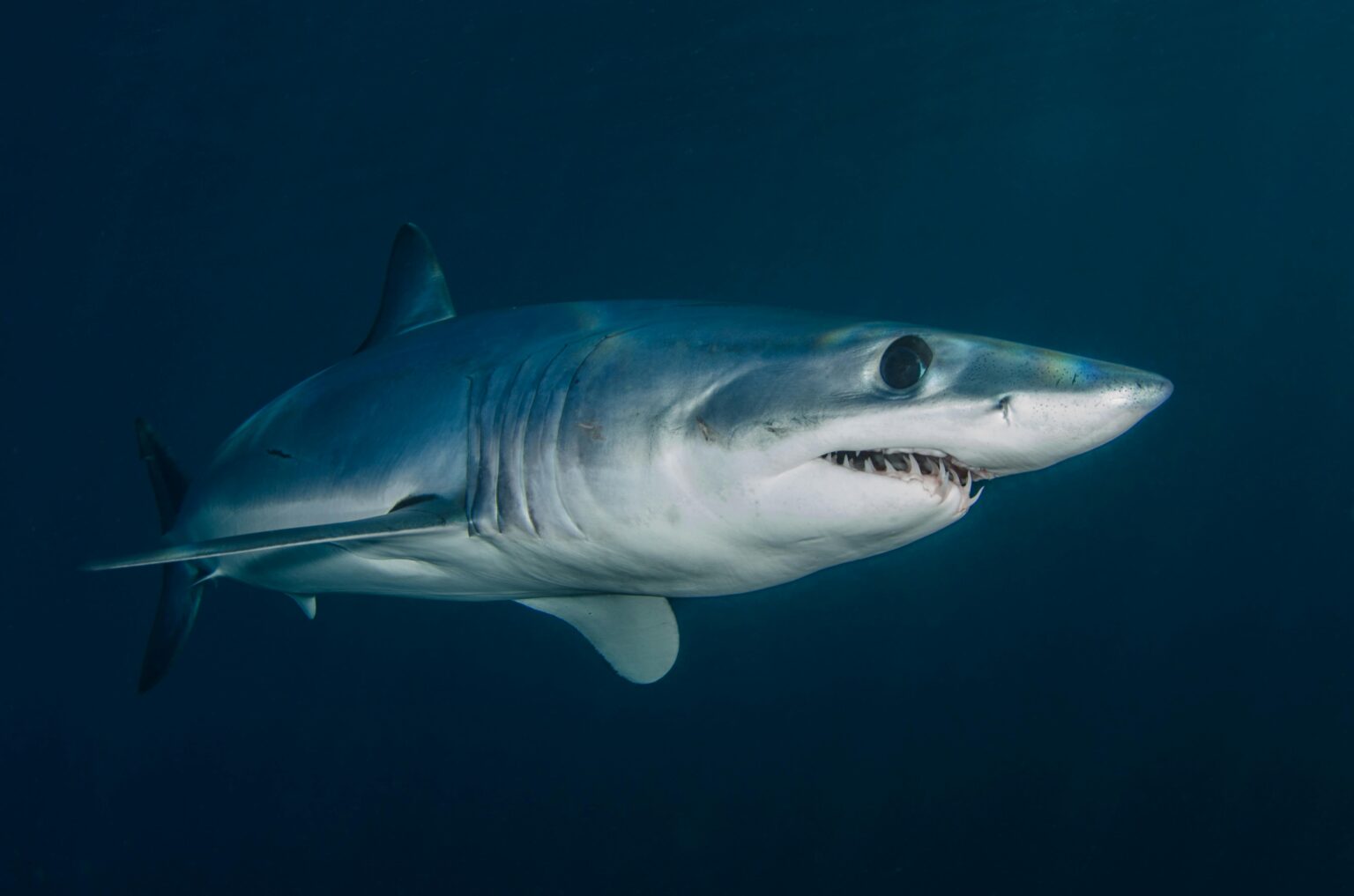 How do Sharks See? Shark Eyes: Everything You Need To Know