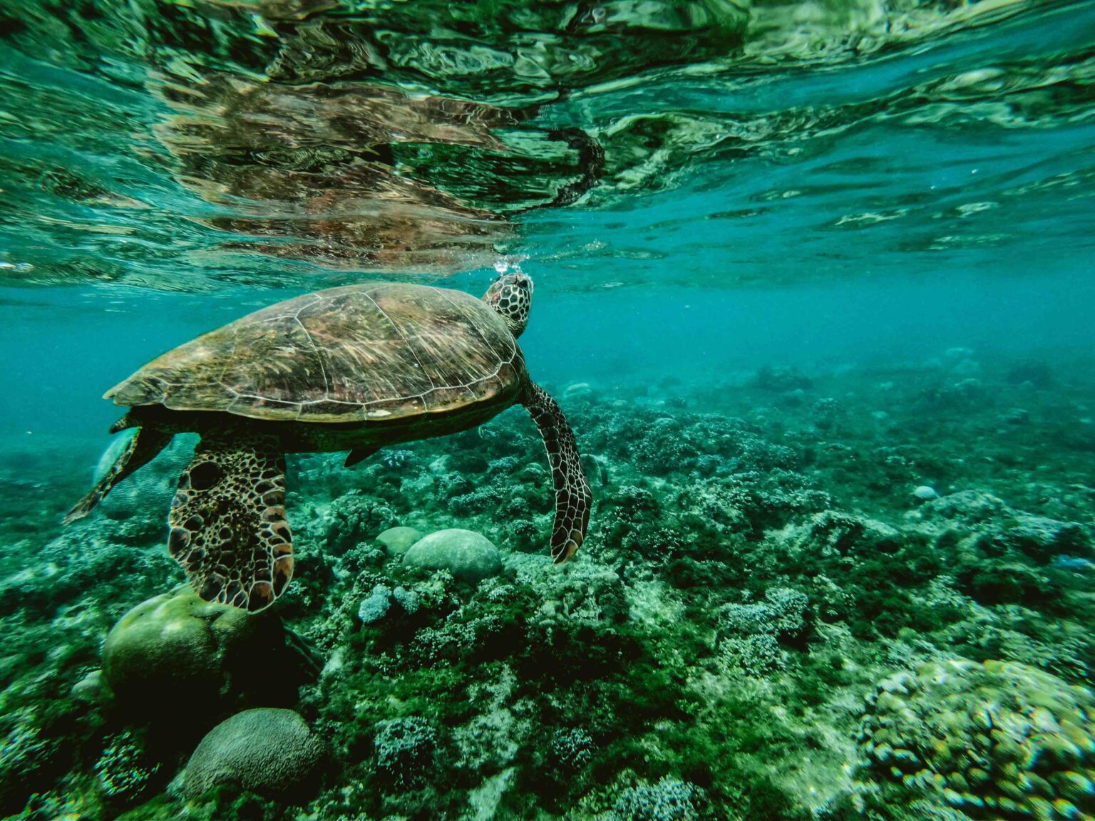 Sharks' Role in Marine Ecosystems: Guardians of Ocean Health