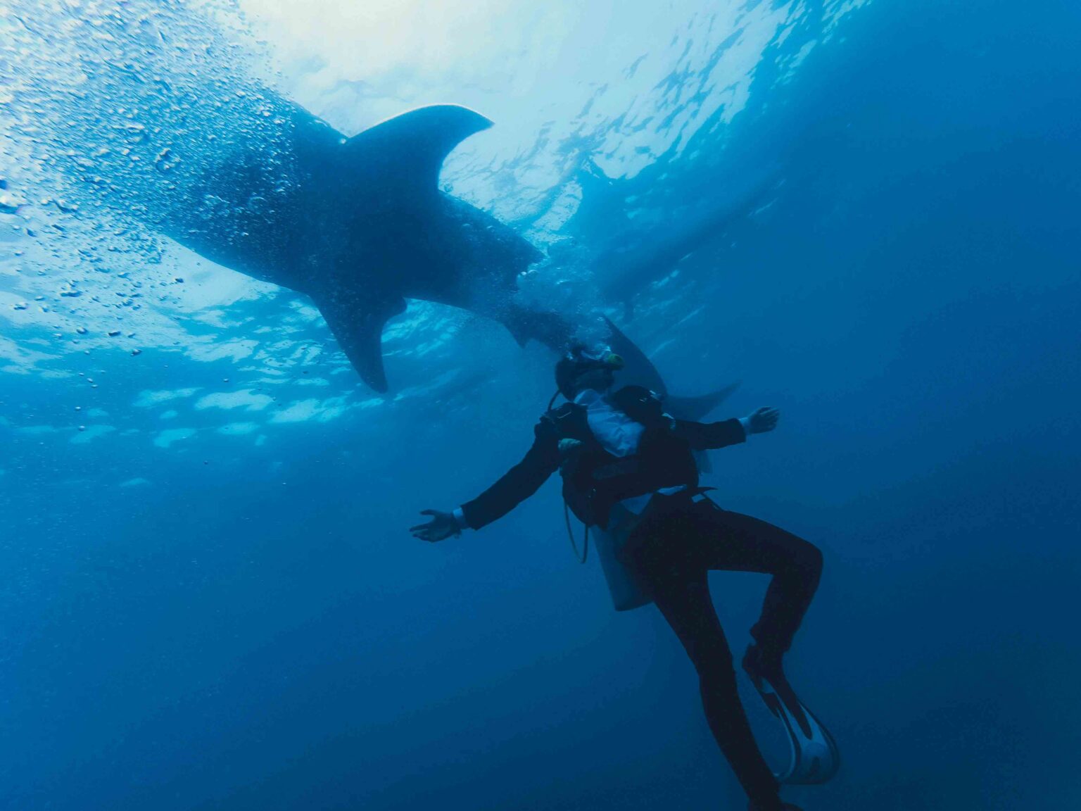 How Marie Christine Levine Contributed to Shark Conservation