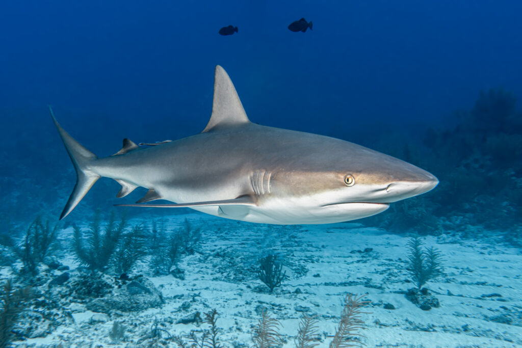 What to Do When You Encounter a Shark: Essential Safety Tips