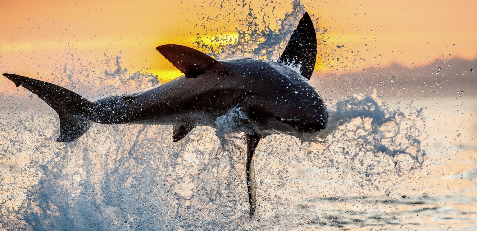 Top 8 Rarest Shark Species in the World ☑️ | Apex Predators