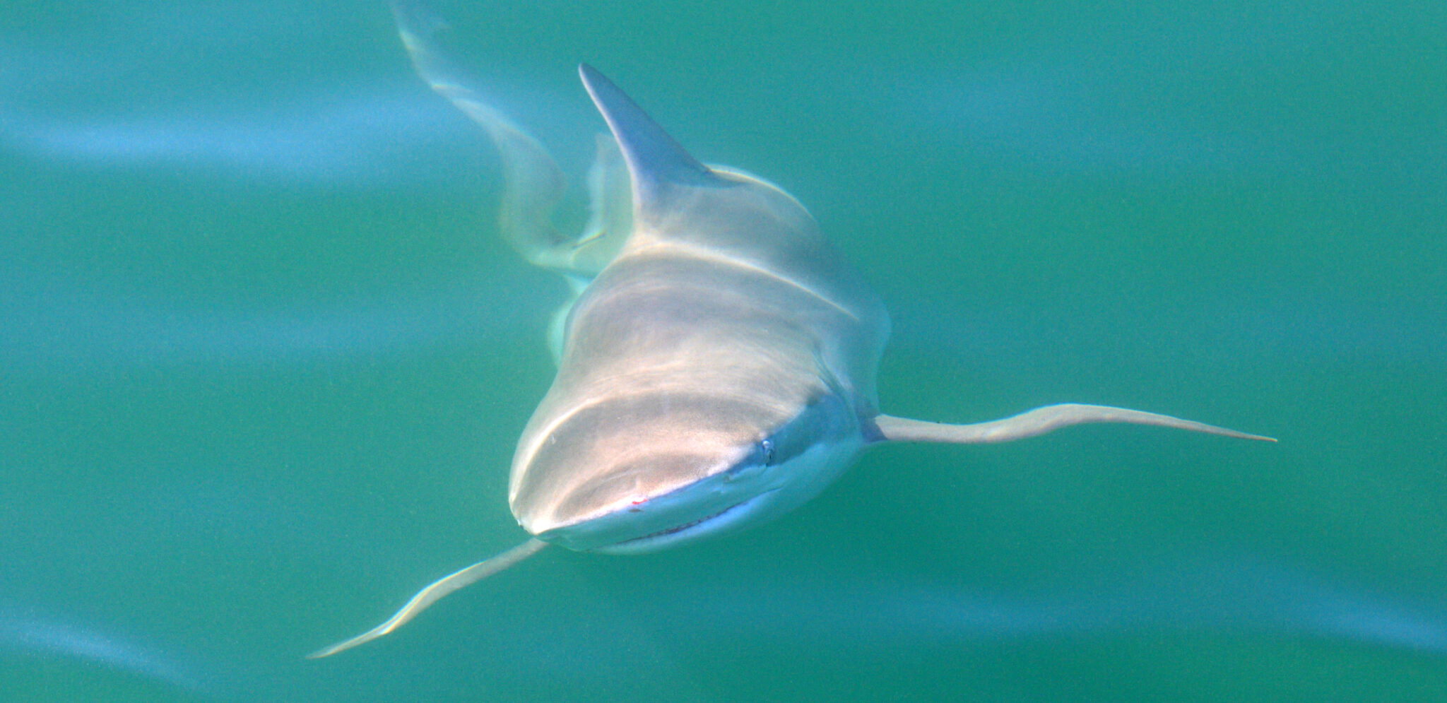 What is the Average Life Expectancy of Sharks? 🦈