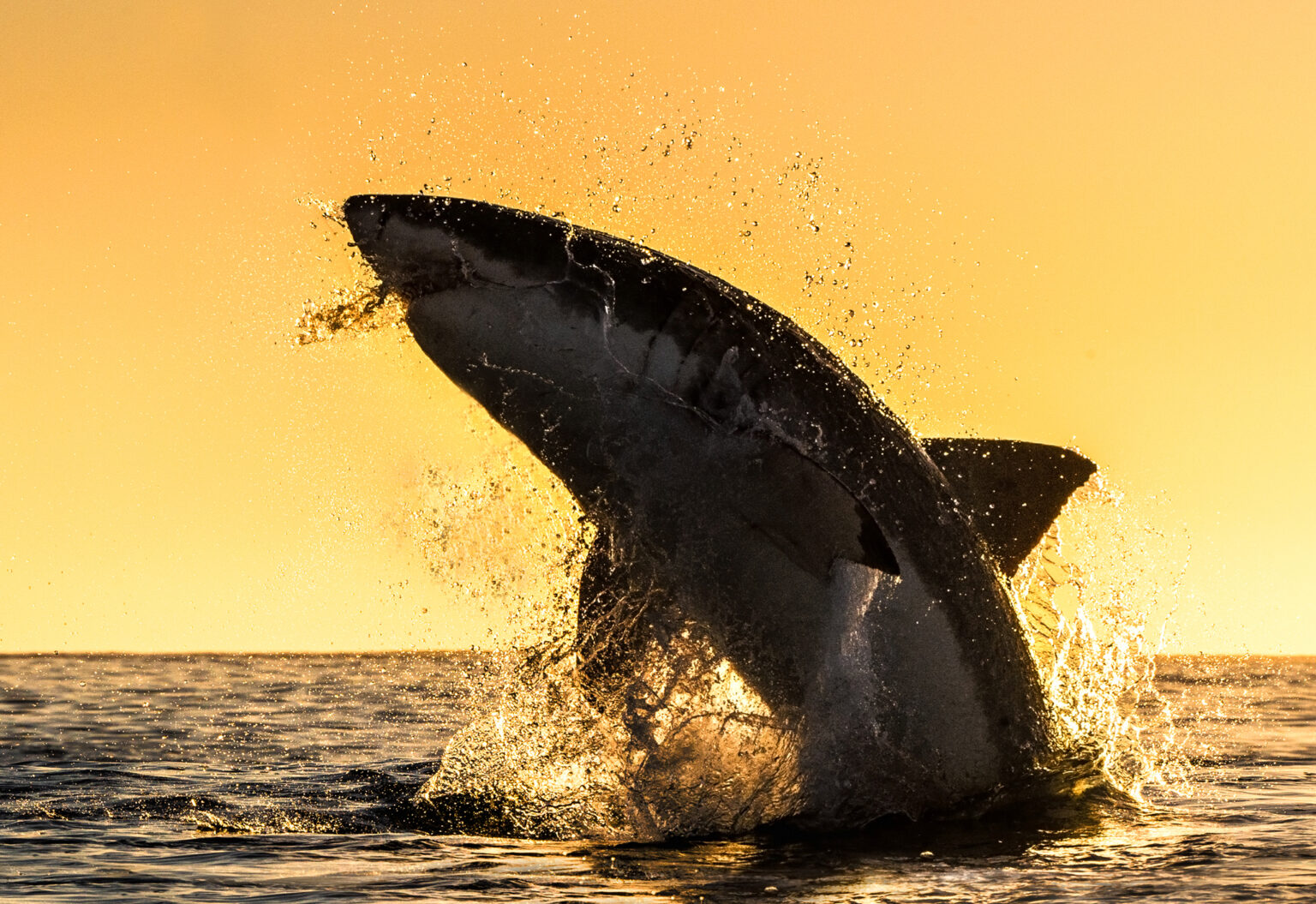 How do Sharks See? Shark Eyes: Everything You Need To Know