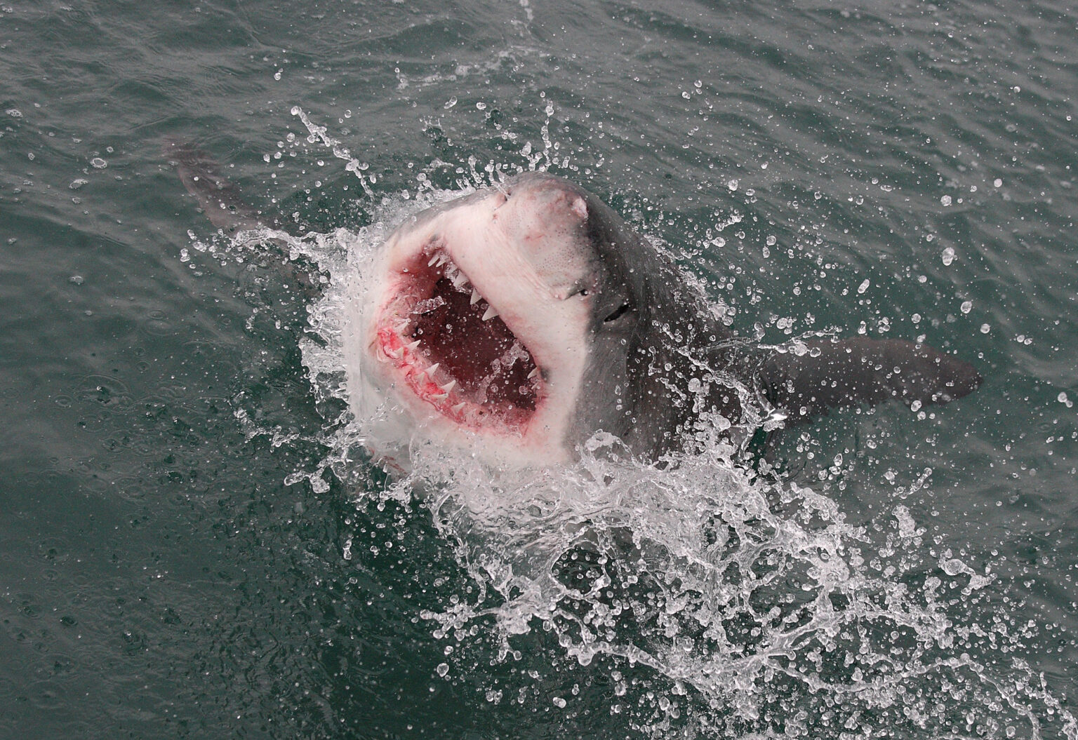 Top 8 Rarest Shark Species in the World ☑️ | Apex Predators