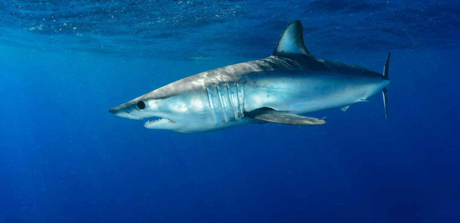 Shark Species of South Africa - What You Can Expect to See