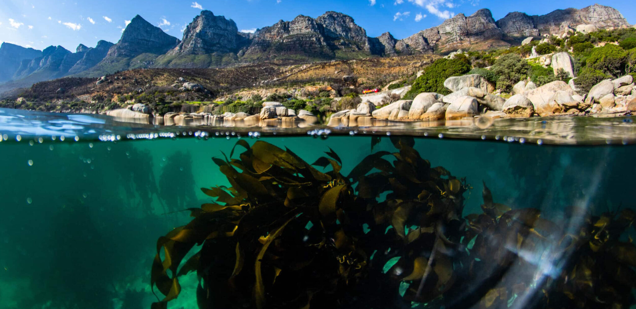 Eco-Friendly Shark Tourism: How You Can Help Protect Sharks