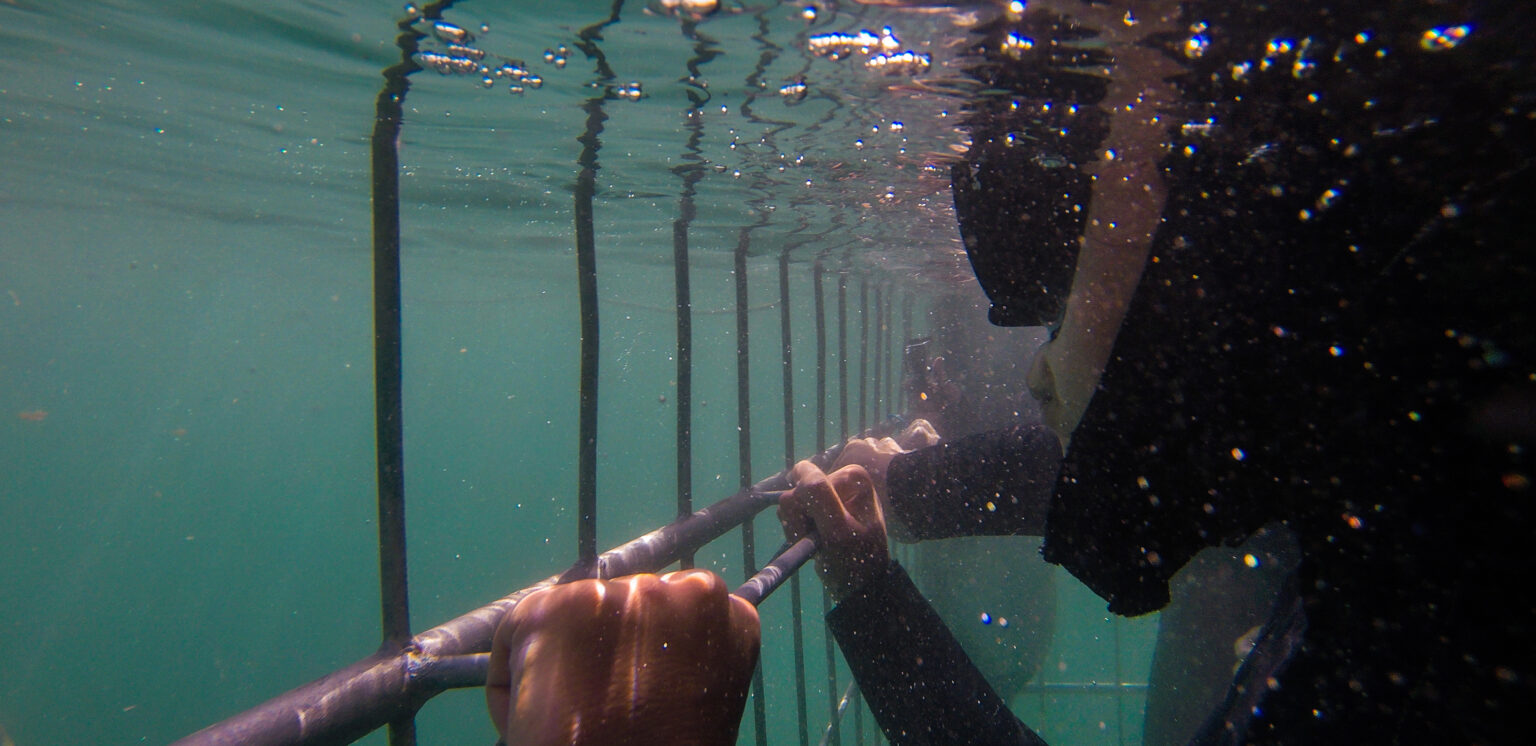 How do Sharks See? Shark Eyes: Everything You Need To Know