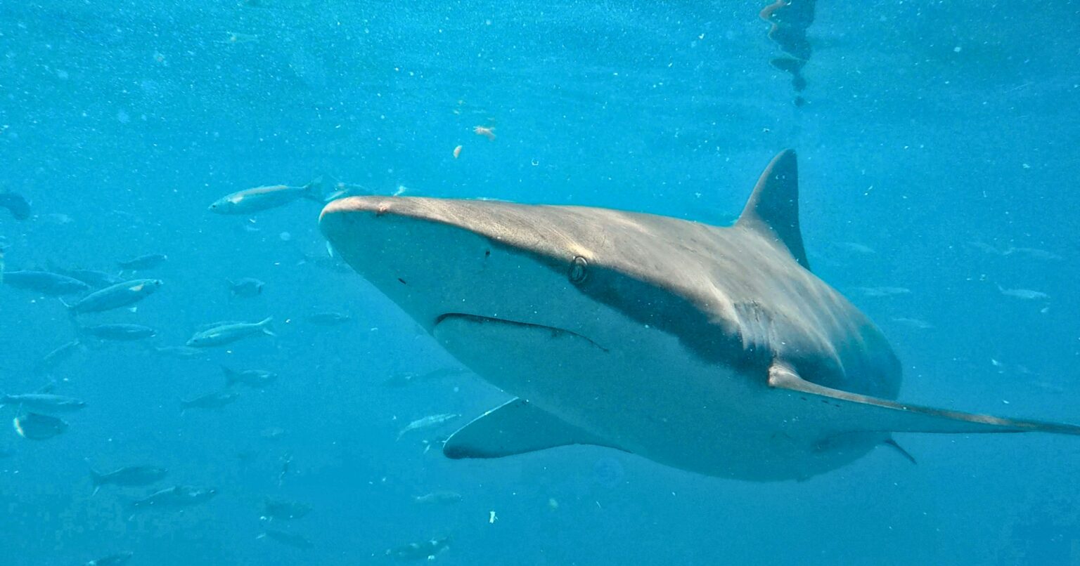 How Sharks Mate: 🦈 Everything you Need to Know