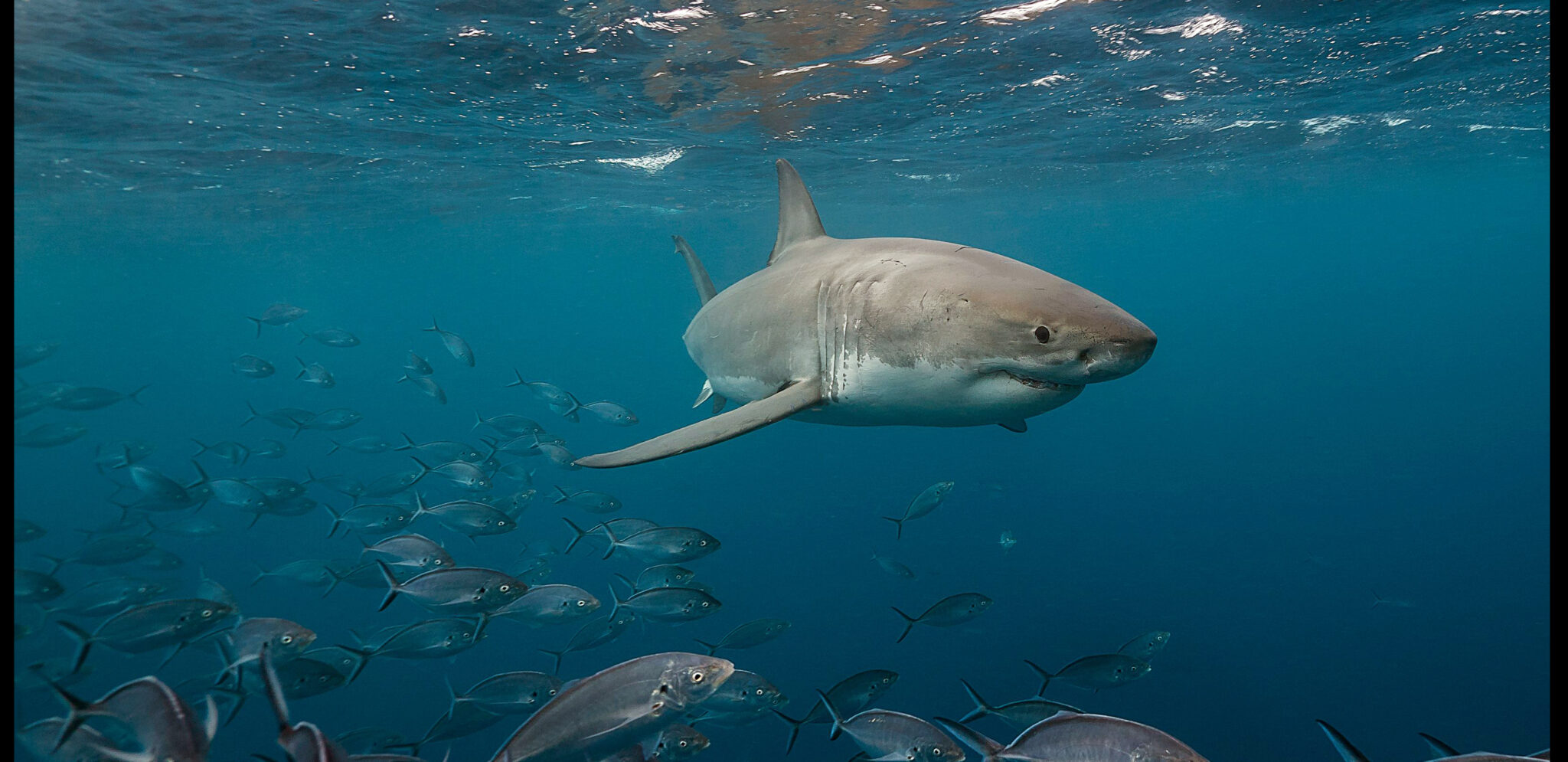 What Do Different Shark Species Eat? A Guide to Shark Diets