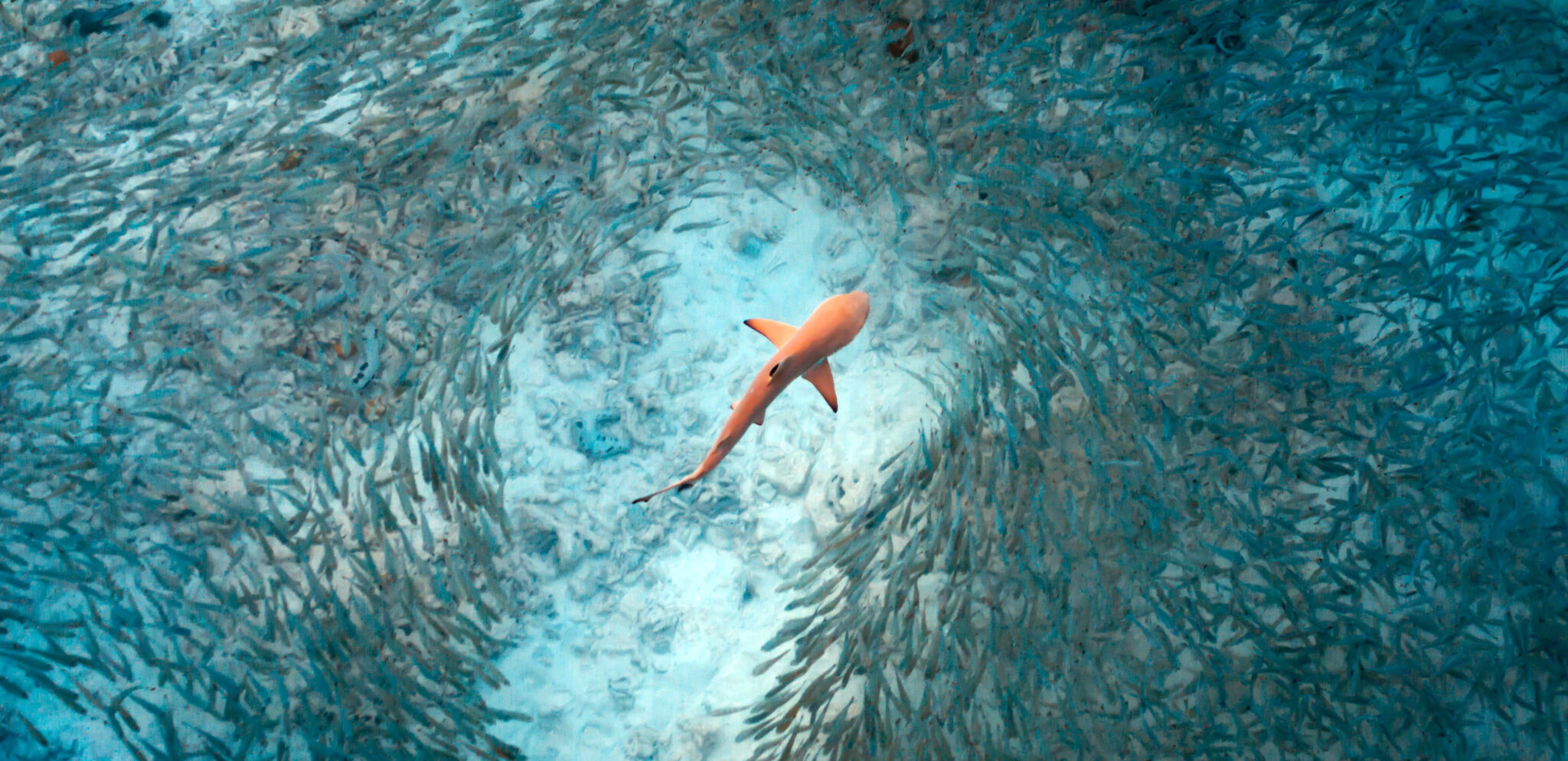 Unveiling the Apex Predators: The World's Strongest Sharks