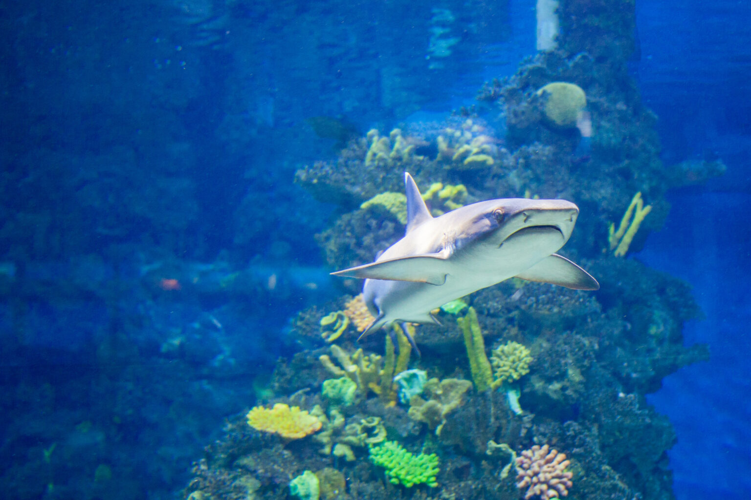 Sharks Hunting Techniques:🦈Unveiling the Predator