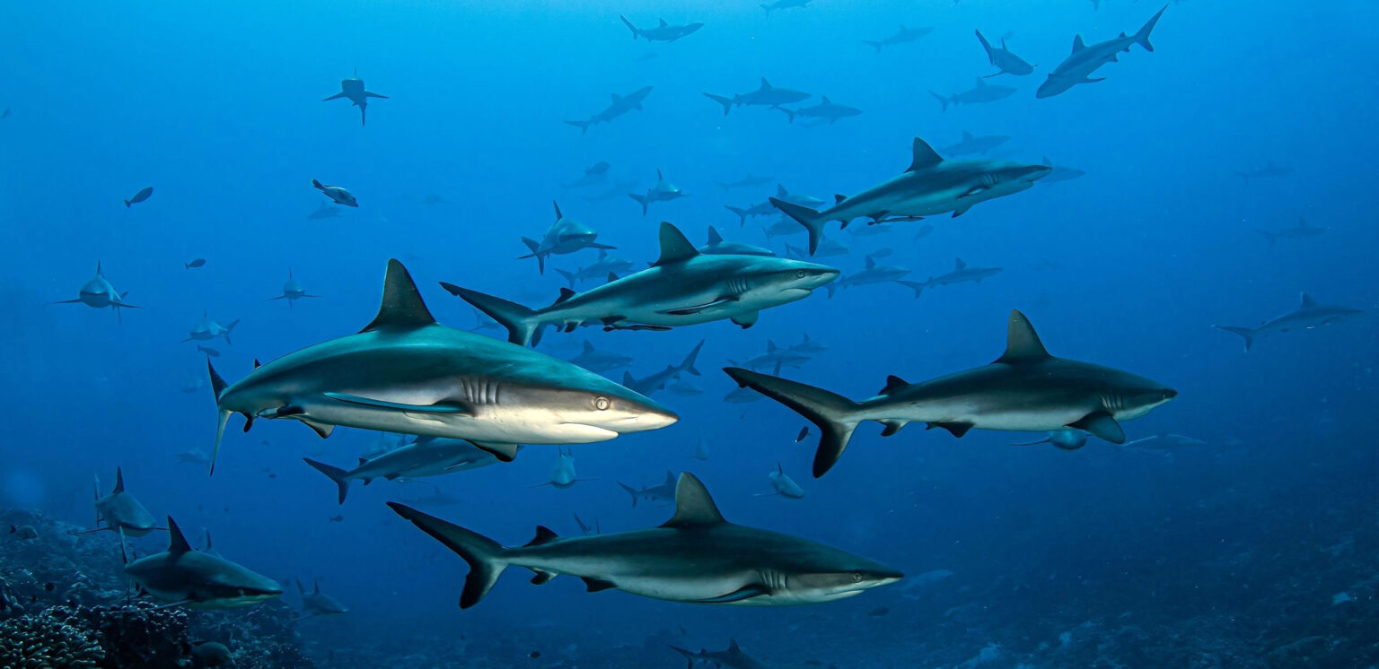 Top 8 Rarest Shark Species in the World ☑️ | Apex Predators