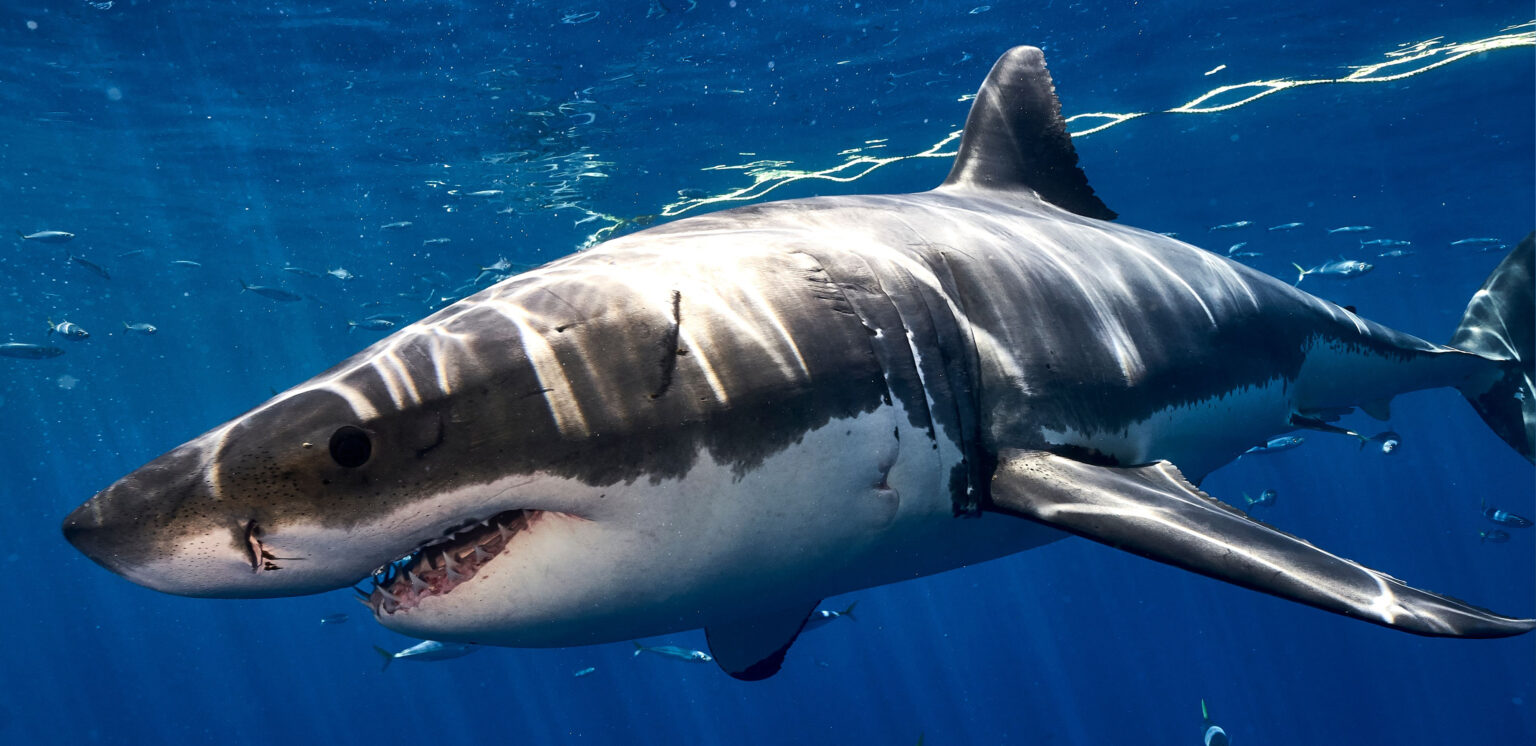 Identifying Different Shark Species: A Comprehensive Guide