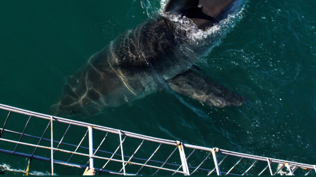 Shark Cage Diving Etiquette: Essential Do’s and Don’ts