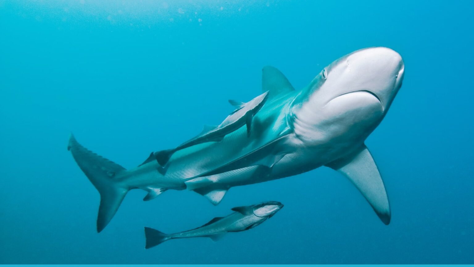 How Sharks Mate: 🦈 Everything you Need to Know