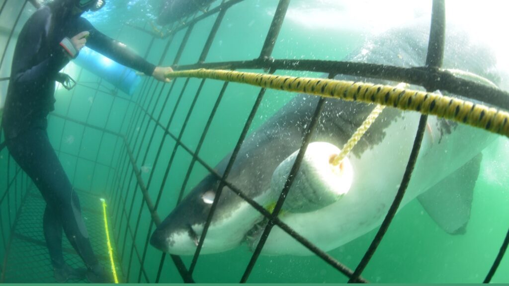 Shark Cage Diving Etiquette: Essential Do’s and Don’ts