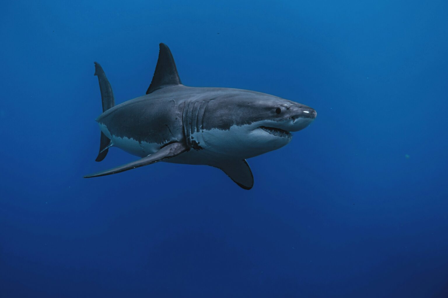 7 choses que vous ignoriez sur les grands requins blancs – Plongée en ...